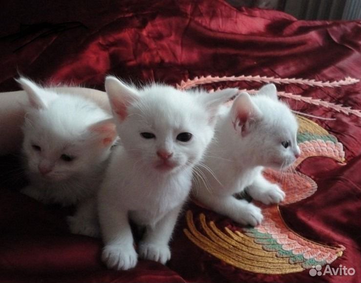 Плюшевые белоснежные котята - милашки
