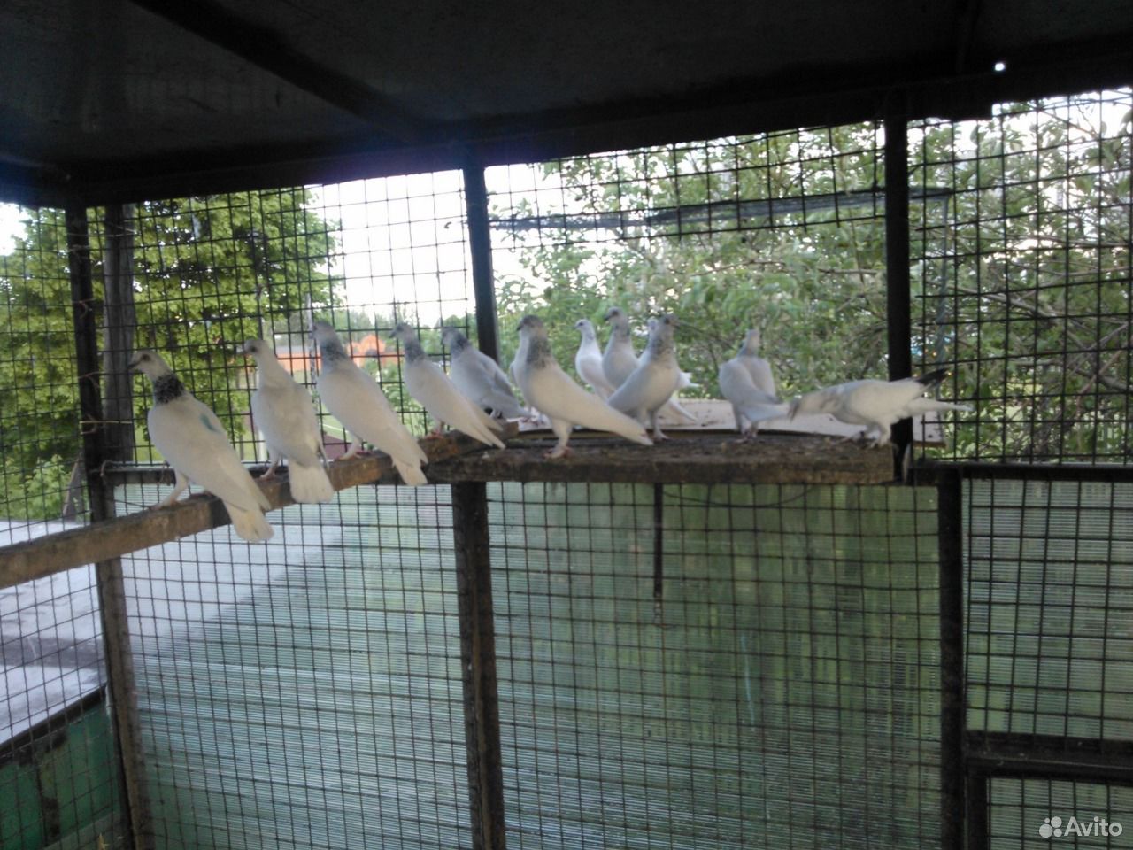 Голуби венгры