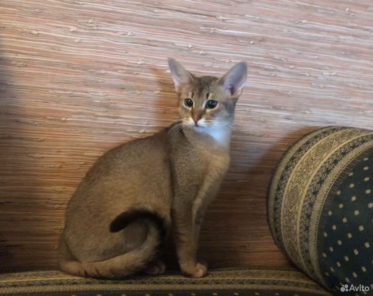 Чаузи Ф-2улучшенный Аби Бой