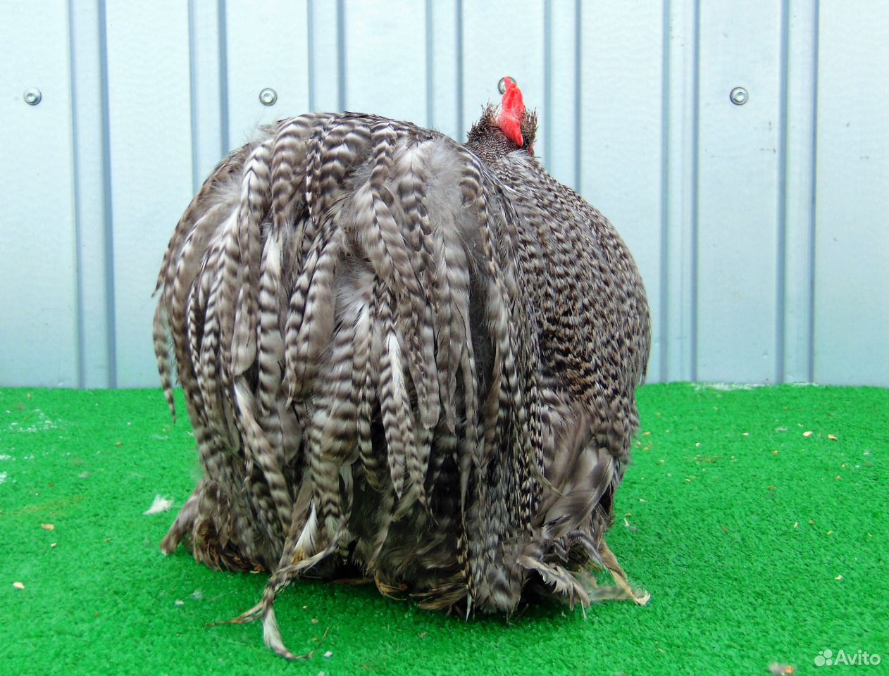 Карликовый кохинхин многих окрасов, в т.ч. редких