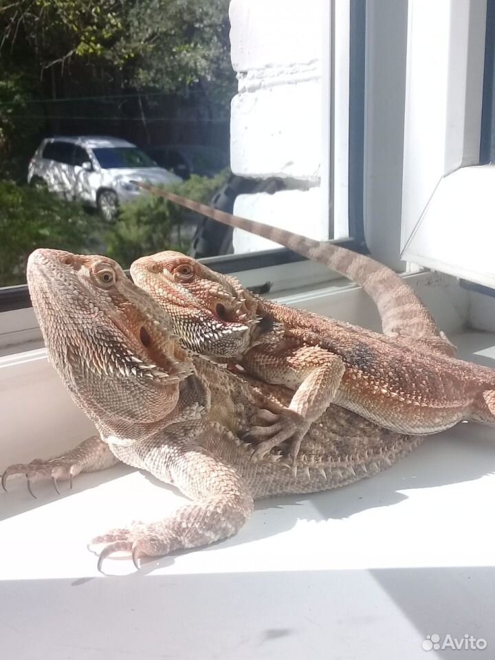 Продам агам