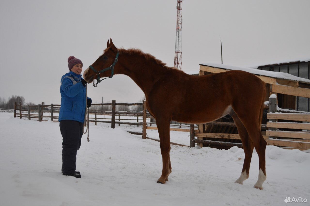 Продается жеребчик