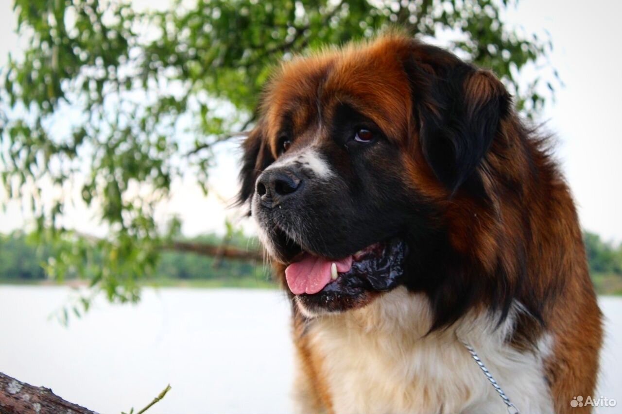 Любимый Друг Тарзан