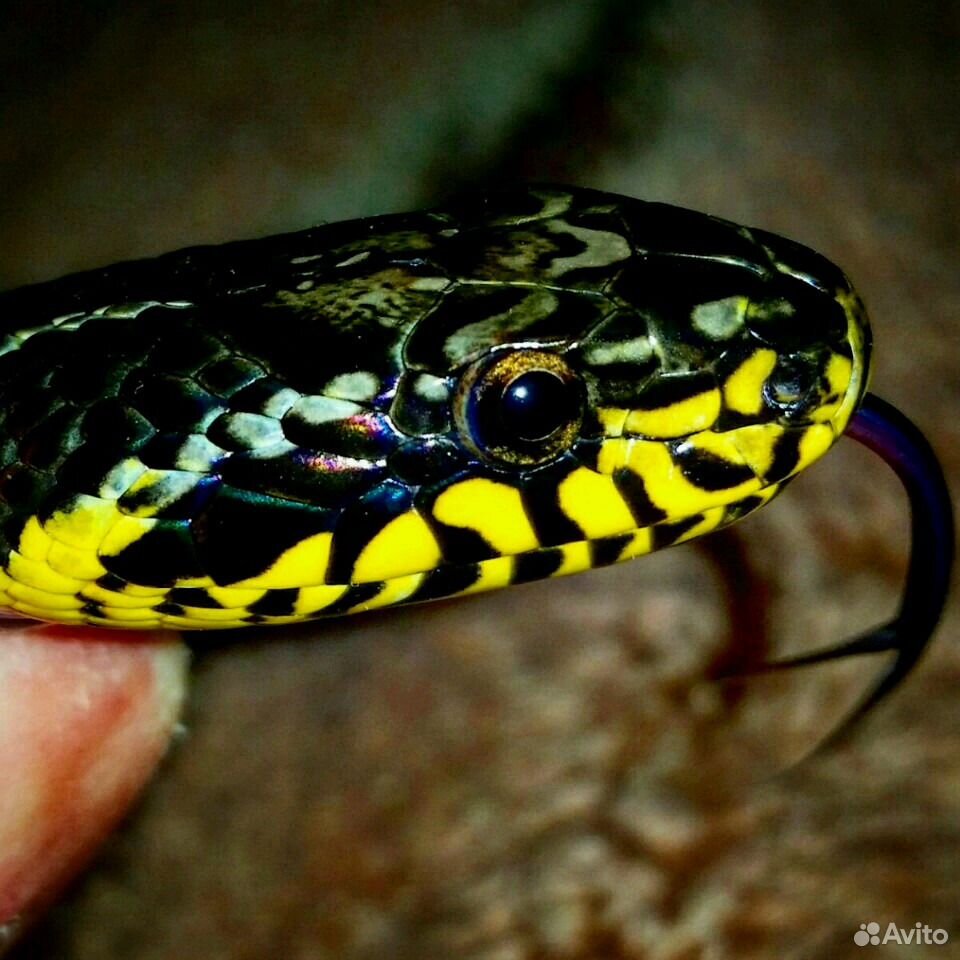 Амурский полоз. Самка