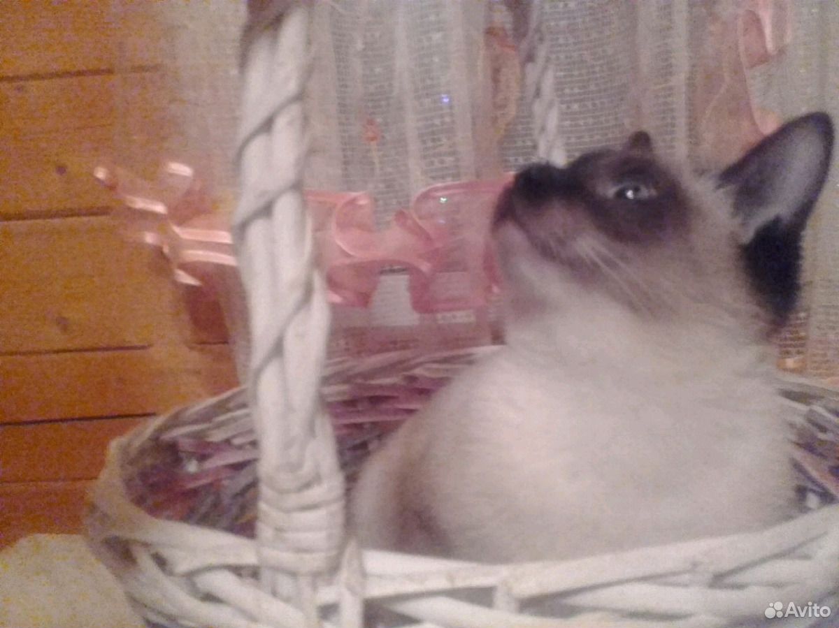 Котята меконгского бобтейла