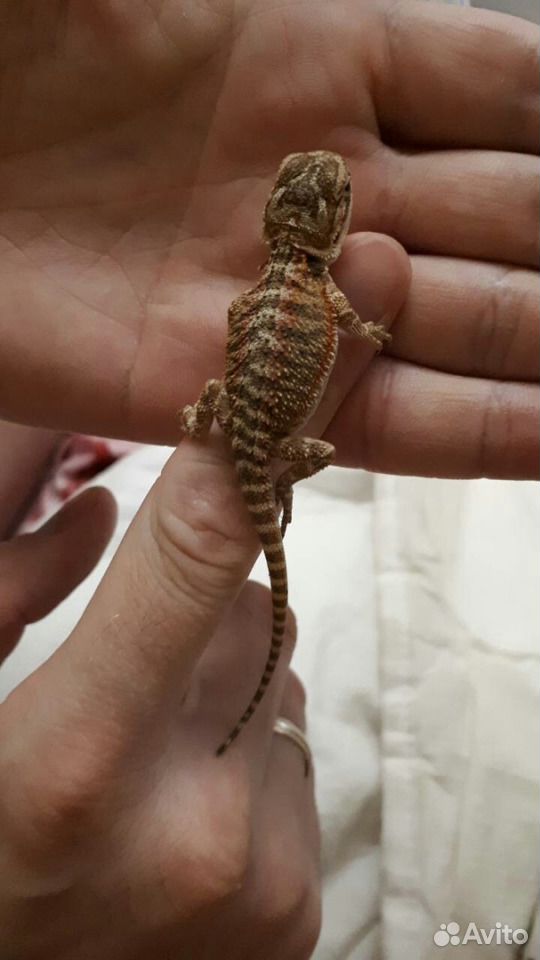 Малыши бородатой агамы