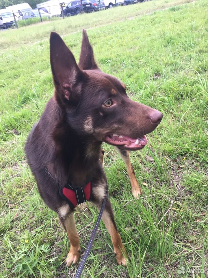 Щенок Австралийской келпи