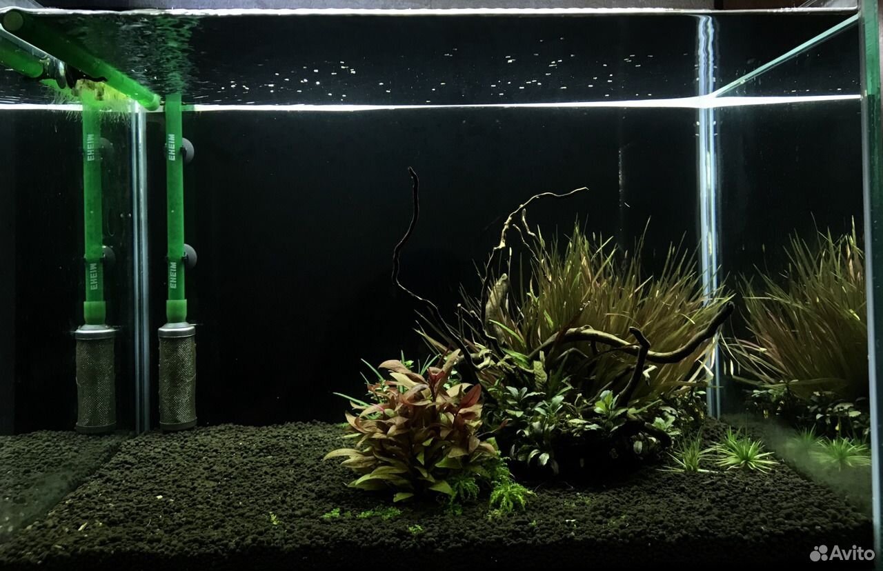 Аквариум запущенный