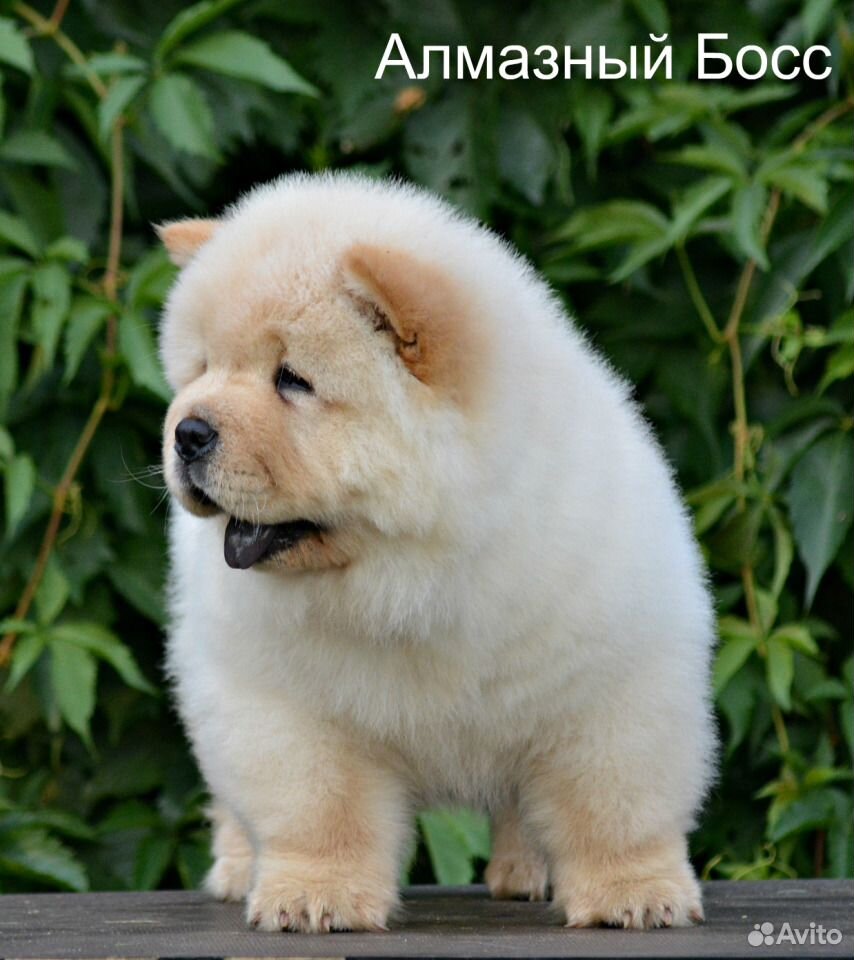 Шикарный мальчик крем