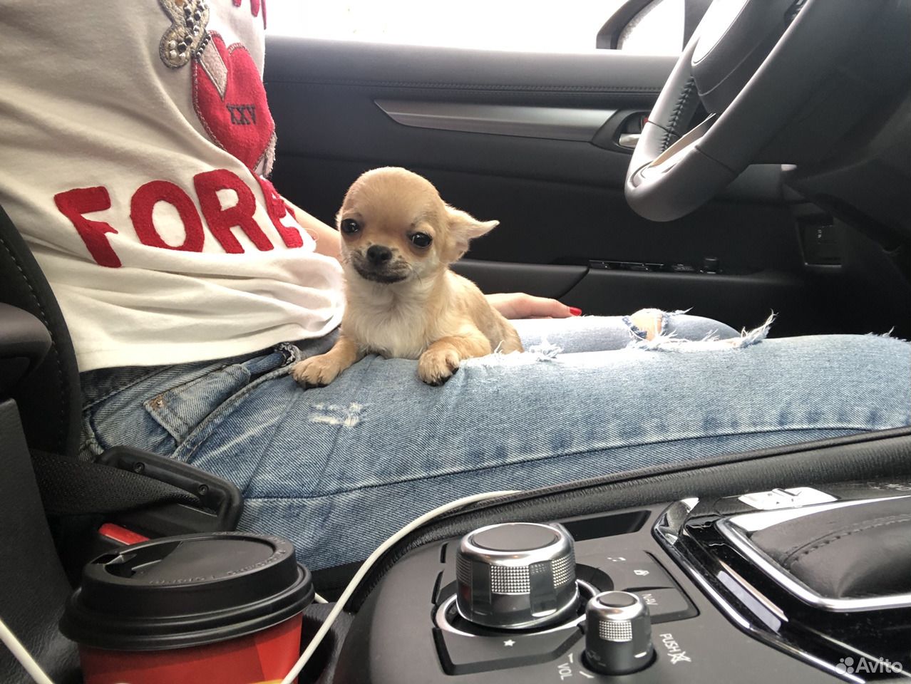 Игрушечный микро мальчик чихуа