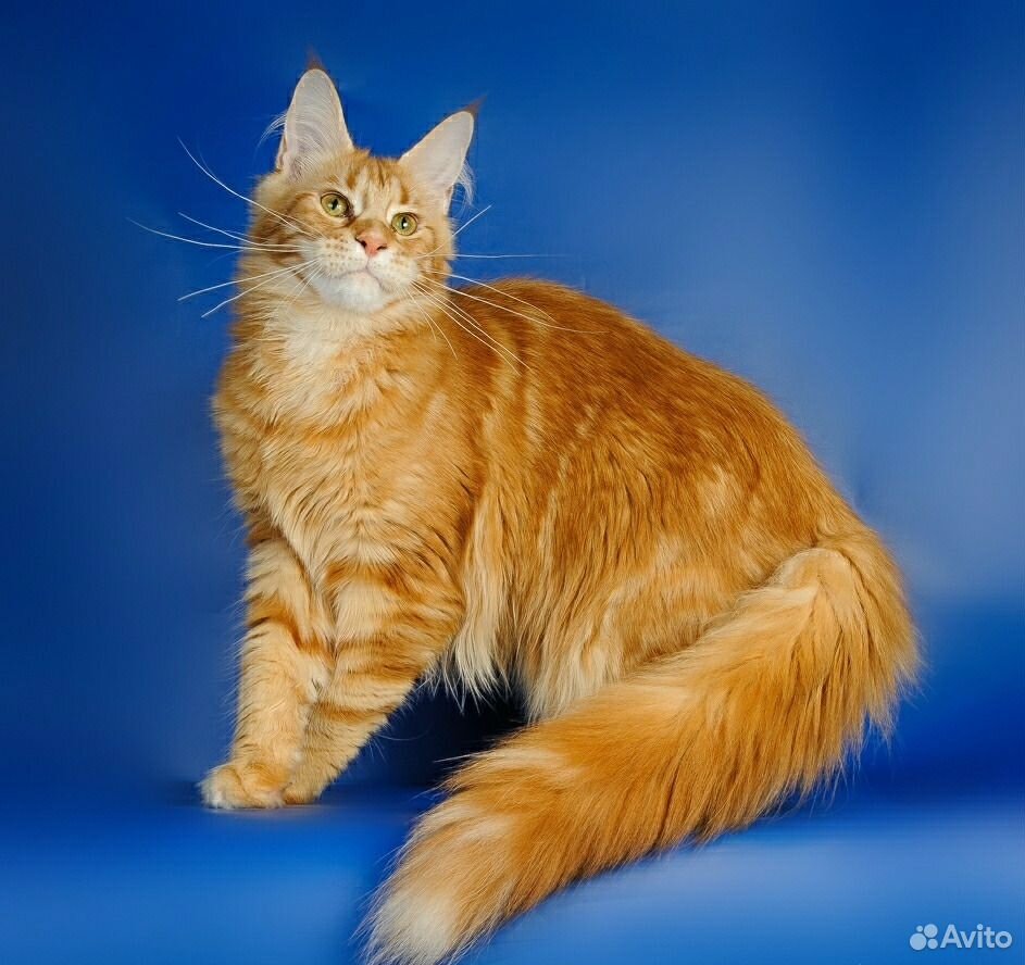 Котенок девочка мейн кун в breed