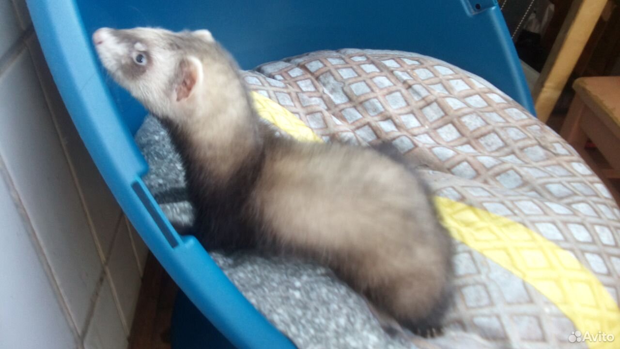 Хорек вместе с клеткой