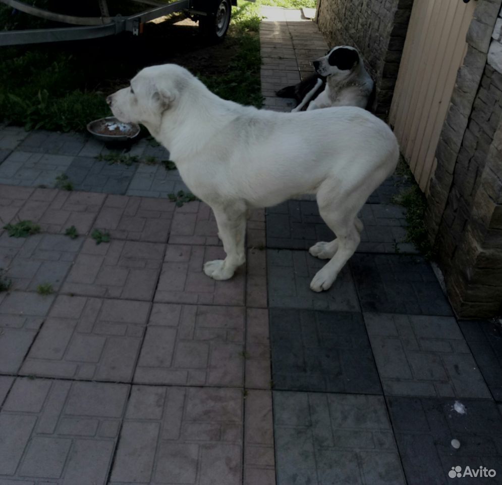 Продам подрощенного кобеля Среднеазиатской овчарки