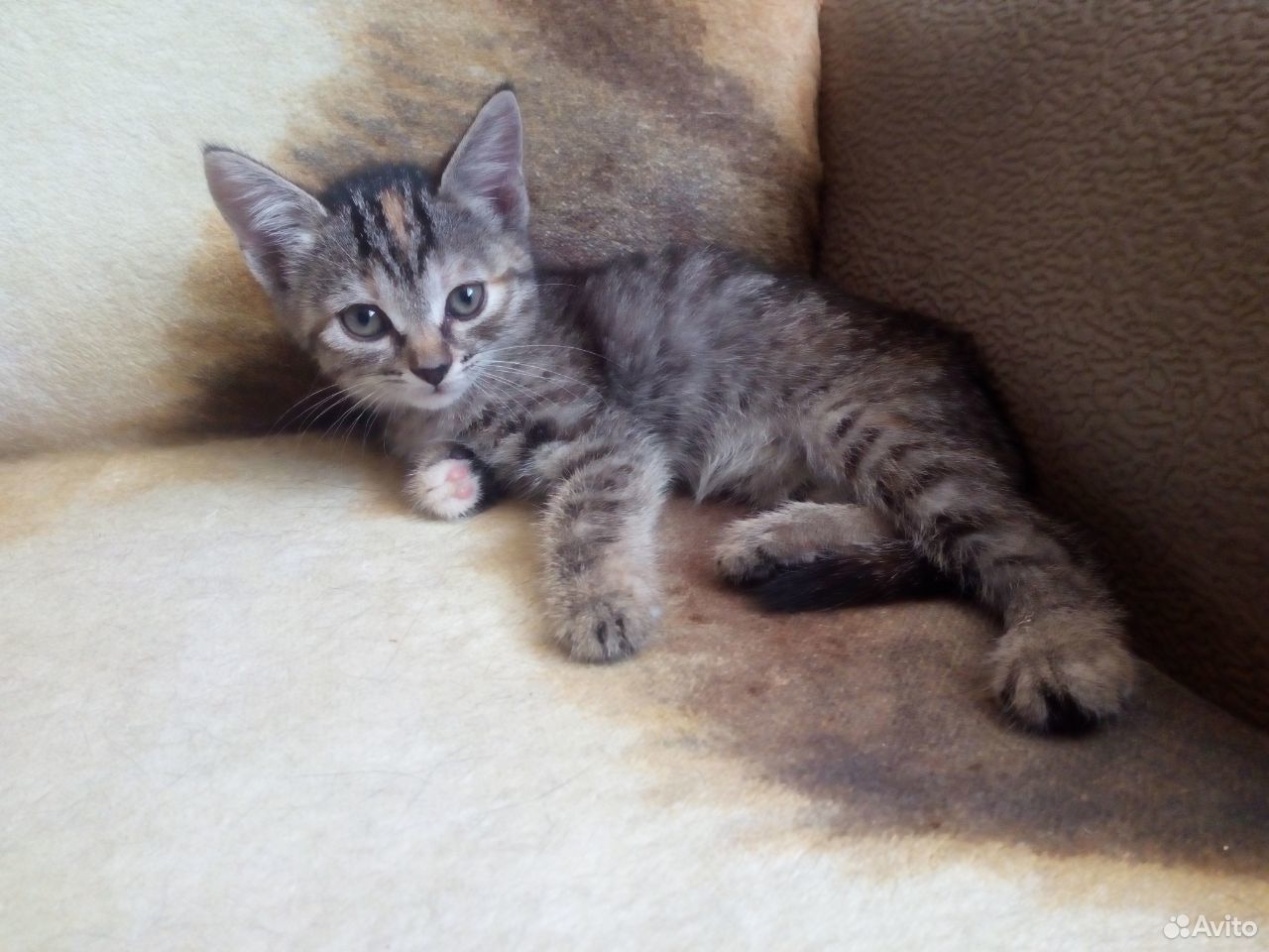 Отдам в добрые руки