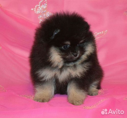 Померанские шпицы