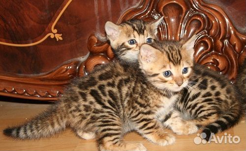 Боня и Бонифаций, видео