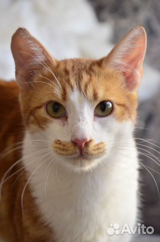 Космос