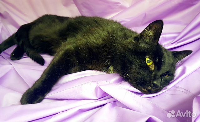 Огромный чёрный котяра Цезарь