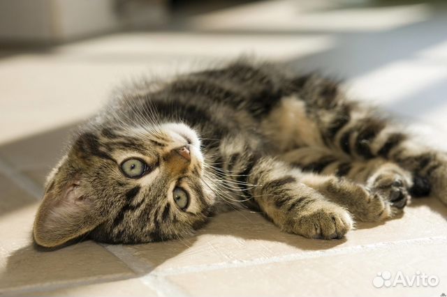 Отличные здоровые котята в хорошие руки