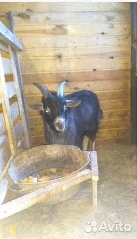 Камерунский козлик