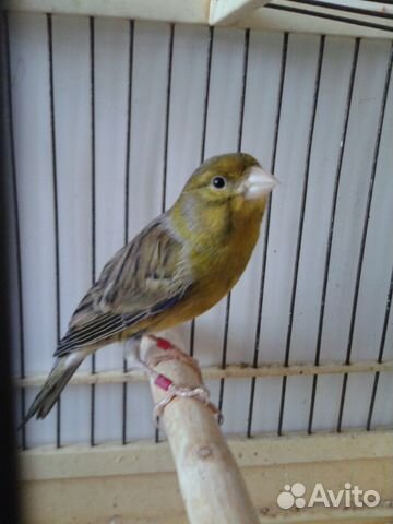 Кенар певчий