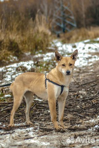 Рыжая Лисичка в добрые руки