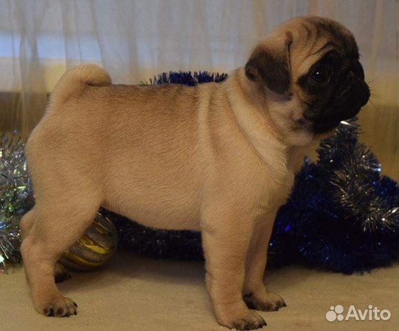 Щенок мопса