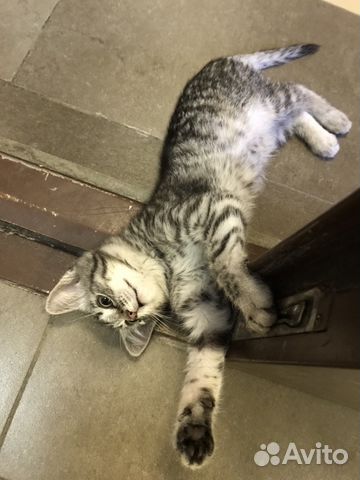 Котенок