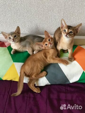 Абиссинские котята, мальчики и девочка