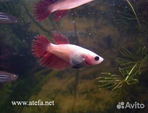 Петушок Betta Splendens