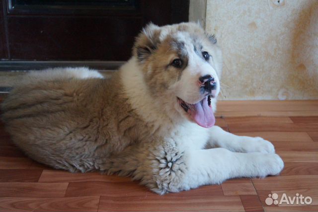 Щенок алабая шоу класса