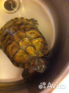 Красноухая черепаха