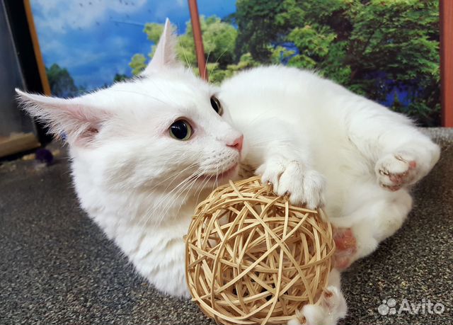 Котик-обормотик