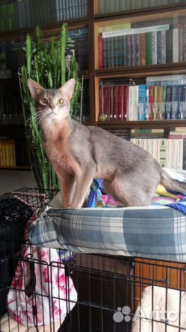 Абиссинский котик
