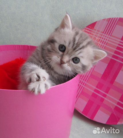 Девочка скоттиш страйт