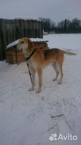 Русская гончая