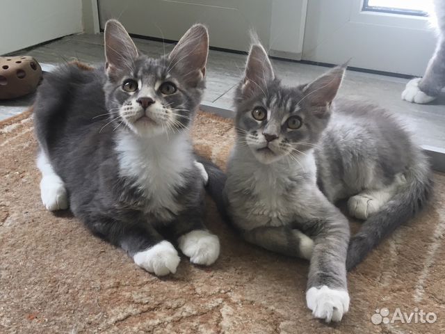 Братцы- красавцы Мейн Кун