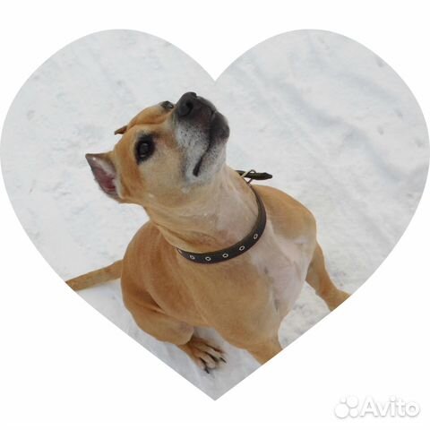 Отдам в самые добрые руки