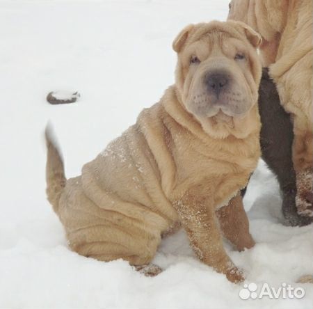 Изюминка девочка