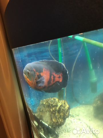 Самец остранотуса (5 лет) ищет пару Или са перееде