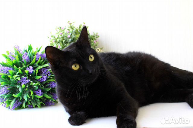 Черный котик Каспер