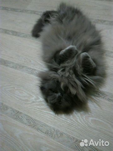 Британские кошки