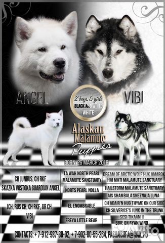 Щенки Аляскинского маламута - девочки
