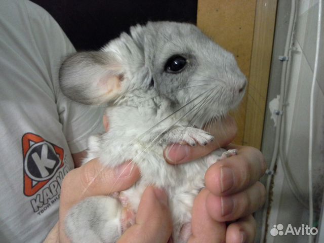 Продам Шиншилл