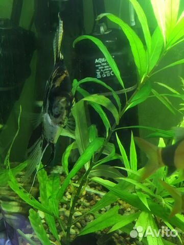 Аквариумное растение