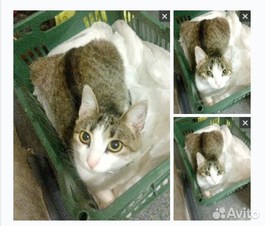 Малышка, годик, окрас бело-серый