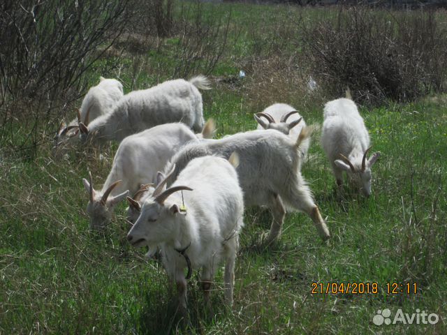 Козы козлы козлята