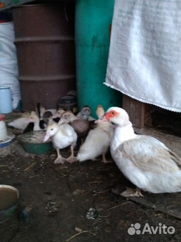 Инкубационное яйцо индоутки (мускусной, древесной)