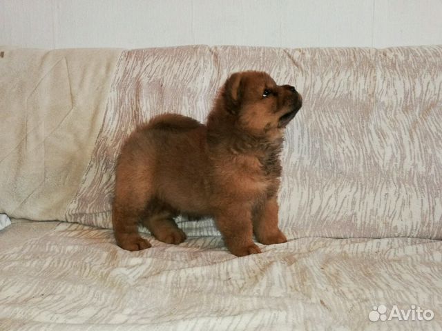 Чау чау
