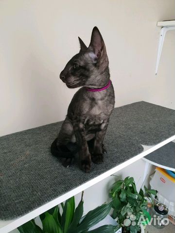 Котик ориентальной породы
